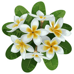 Label with plumeria flowers bouquet of aromatic Vector Image