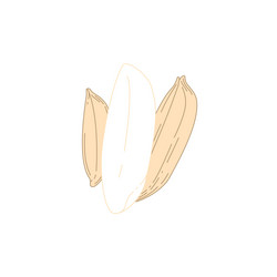 White rice paddy and seeds Royalty Free Vector Image