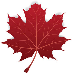 Red maple leaf Royalty Free Vector Image - VectorStock