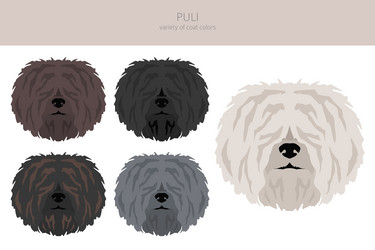 Puli clipart different poses coat colors set Vector Image