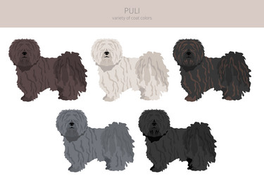 Puli clipart different poses coat colors set Vector Image