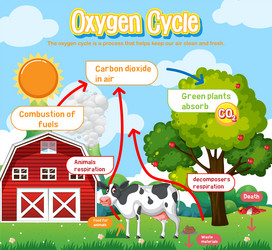 Oxygen cycle diagram for science education Vector Image