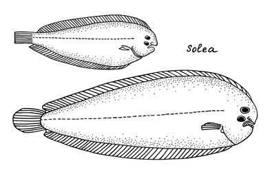 Sole Flatfish Fish Vector Images (75)