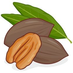 Pili nut icon cartoon style Royalty Free Vector Image