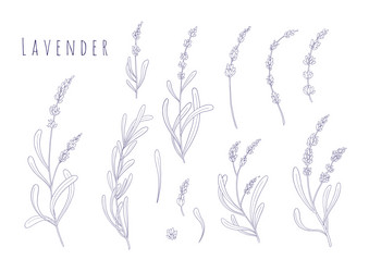 Lavanda Vector Images (over 230)