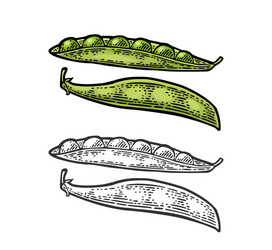 Green peas in a pod Royalty Free Vector Image - VectorStock
