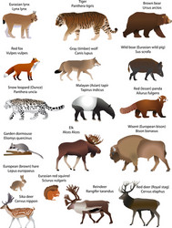 Silhouettes of animals america Royalty Free Vector Image