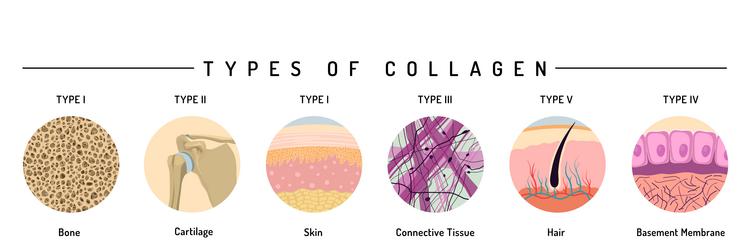 Collagen types transparent infographic connective Vector Image