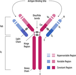 Structure of the antibody molecule ige Royalty Free Vector