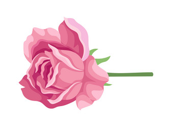 Watercolor cute rose Royalty Free Vector Image
