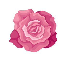 Watercolor cute rose Royalty Free Vector Image