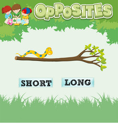 Opposite words for short and long Royalty Free Vector Image