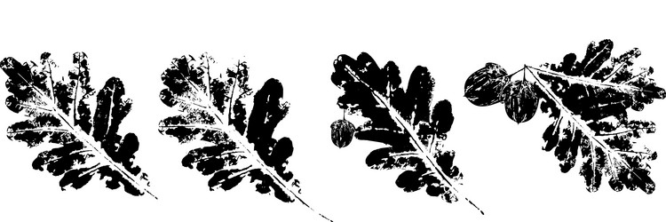 Leaves Oak Leaf Vector Images (over 17,000)