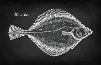 Fluke Fish Vector Images (61)