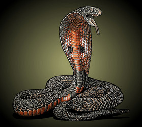 Snake Side View Vector Images (47)