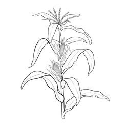 Maize plant diagram infographic elements Vector Image