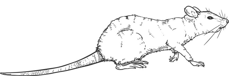 Rat Pencil Drawing Vector Images (over 120)