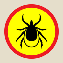 Image of a tick in red triangle - stop sign Vector Image