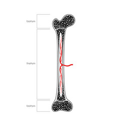 Bone spongy structure seamless Royalty Free Vector Image