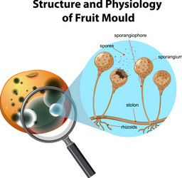 Mold Spore Vector Images (over 550)