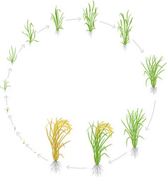 Growth stages of rice plant the life cycle Vector Image