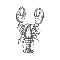 Ink sketch of lobster Royalty Free Vector Image