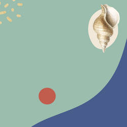 Conch shell varieties Royalty Free Vector Image