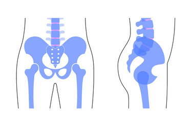 Pelvis Anatomy Vector Images (over 2,000)