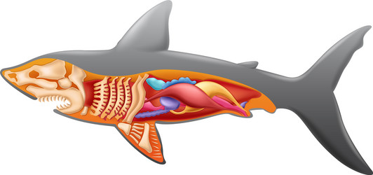 Generic shark anatomy chart Royalty Free Vector Image