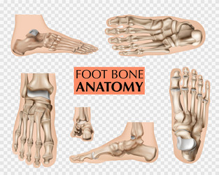 Foot Anatomy Vector Images (over 9,000)