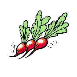 Radish hand-drawn doodle style cartoon Royalty Free Vector