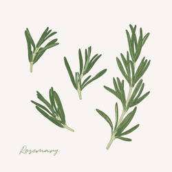 Rosemary Hand Draw Vector Images (over 1,800)