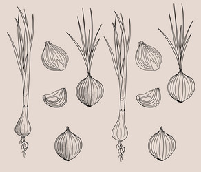 Onion Outline Vector Images (over 6,400)