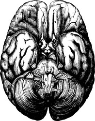 Engraving human brain Royalty Free Vector Image