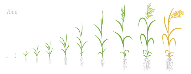Growth stages of rice plant increase phases Vector Image