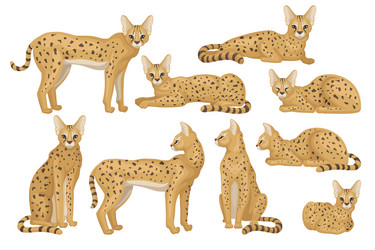 African Serval Cat Vector Images (93)