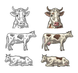 Cow Side View Vector Images (over 510)