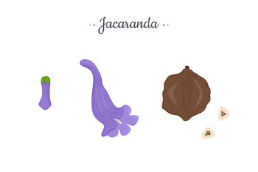 Jacaranda Tree Vector Images (over 110)