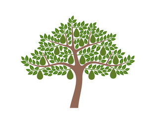 Avocado Tree Vector Images (over 890)
