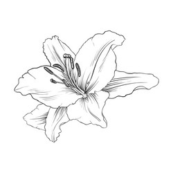 Lily corner Royalty Free Vector Image - VectorStock