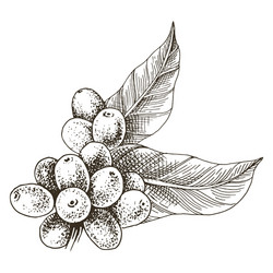 Hand drawn colorful coffee tree branch Royalty Free Vector