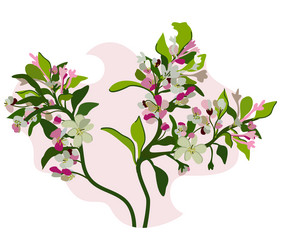 Blooming tree branch with pink flowers isolated Vector Image