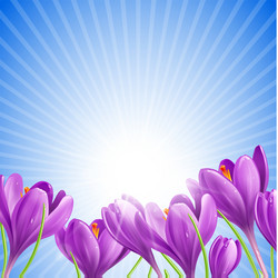 Spring flowers crocus natural background Vector Image