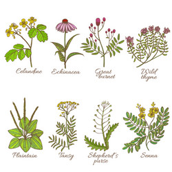 Set of colored medicinal plants Royalty Free Vector Image