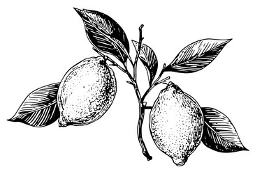 Hand drawn ink sketch of lemon Royalty Free Vector Image