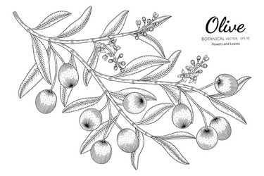 Hand drawing apple tree branch Royalty Free Vector Image