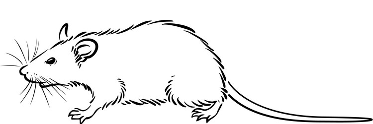 Drawing Outline Rat Vector Images (over 1,500)
