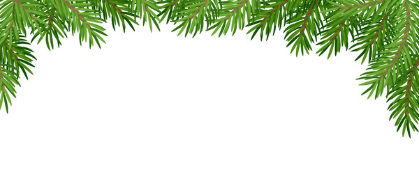 Fir branch on white background for website header Vector Image