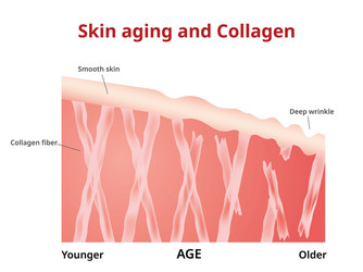 Collagen and elastin skin aging Royalty Free Vector Image