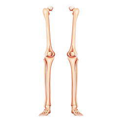 Bones of the Lower Limb Vector Images (45)
